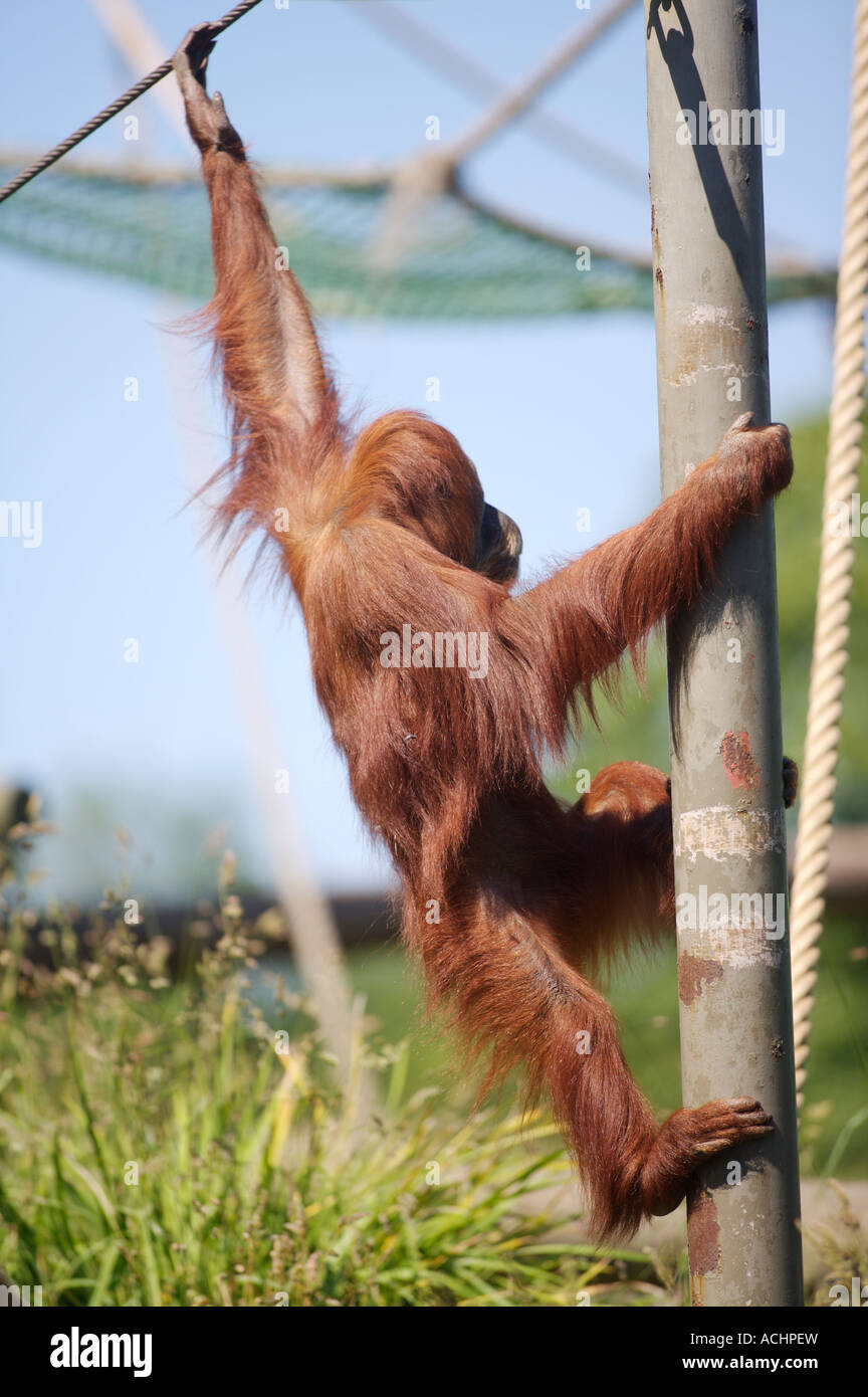 orang-outang in zoo Stock Photo - Alamy