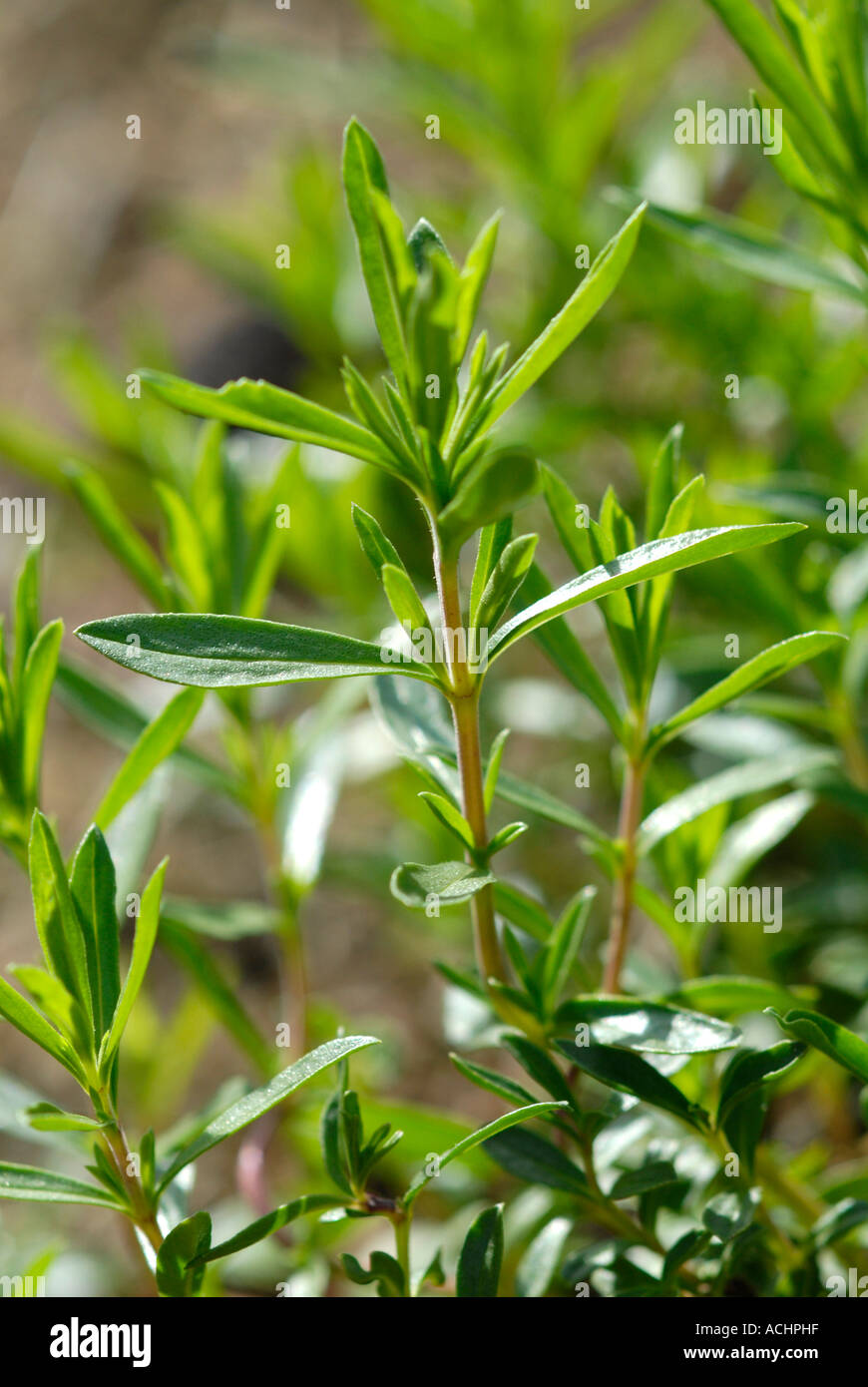 Savory Satureja hortensis Stock Photo - Alamy