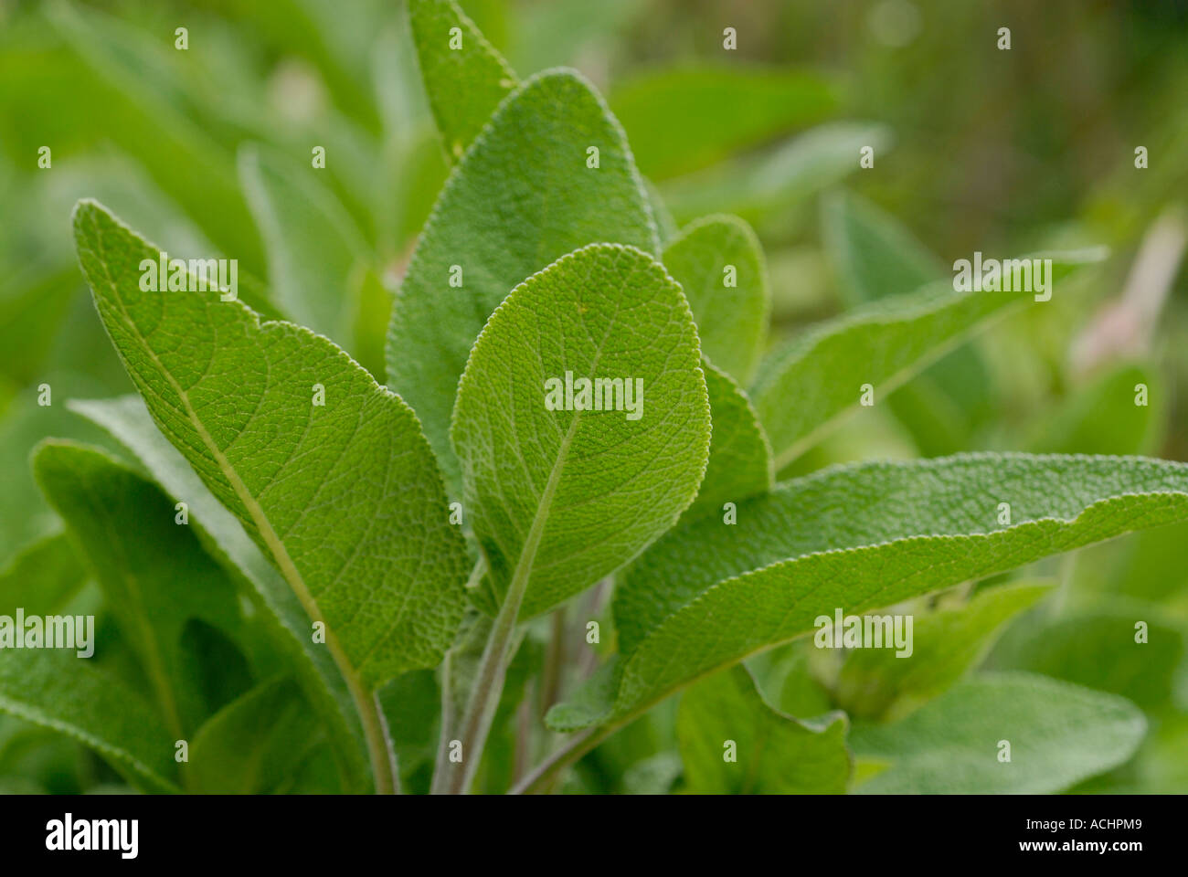 Sage salvia officinalis Stock Photo - Alamy