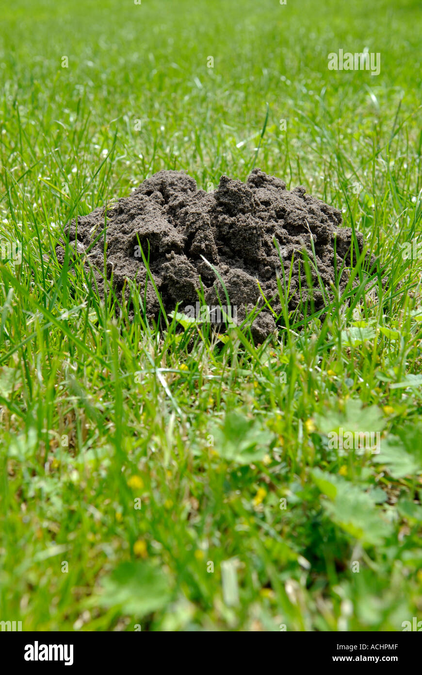 Molehill hi-res stock photography and images - Alamy