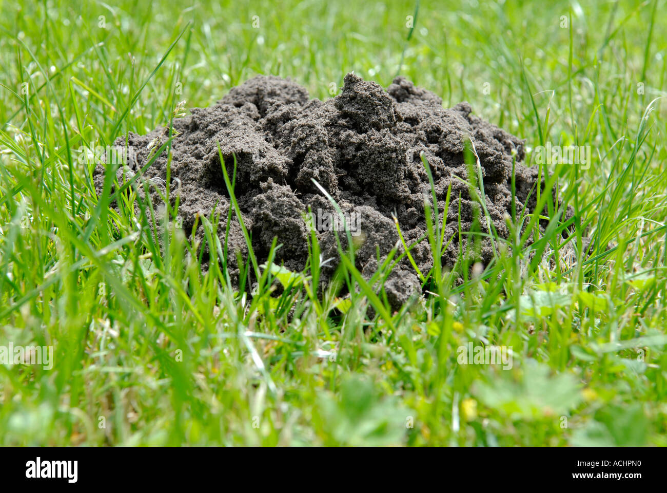 Molehill hi-res stock photography and images - Alamy