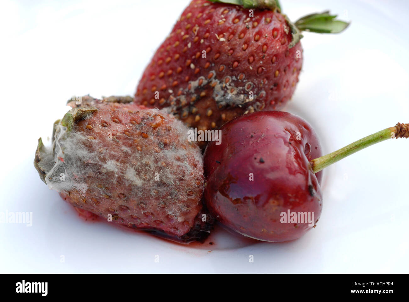 Mouldy strawberries hi-res stock photography and images - Alamy