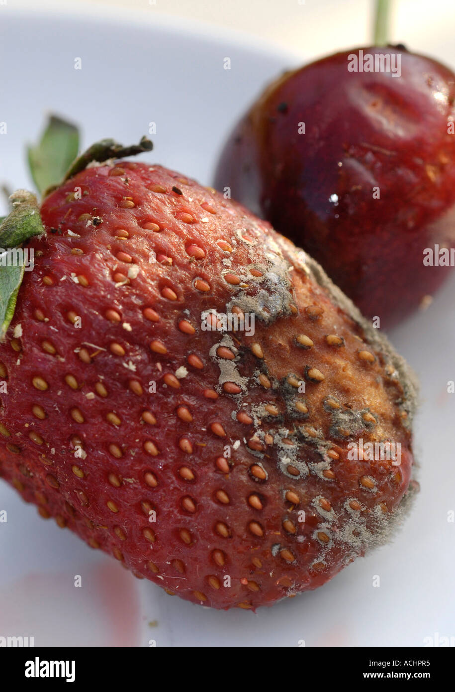 Mouldy strawberries hi-res stock photography and images - Alamy