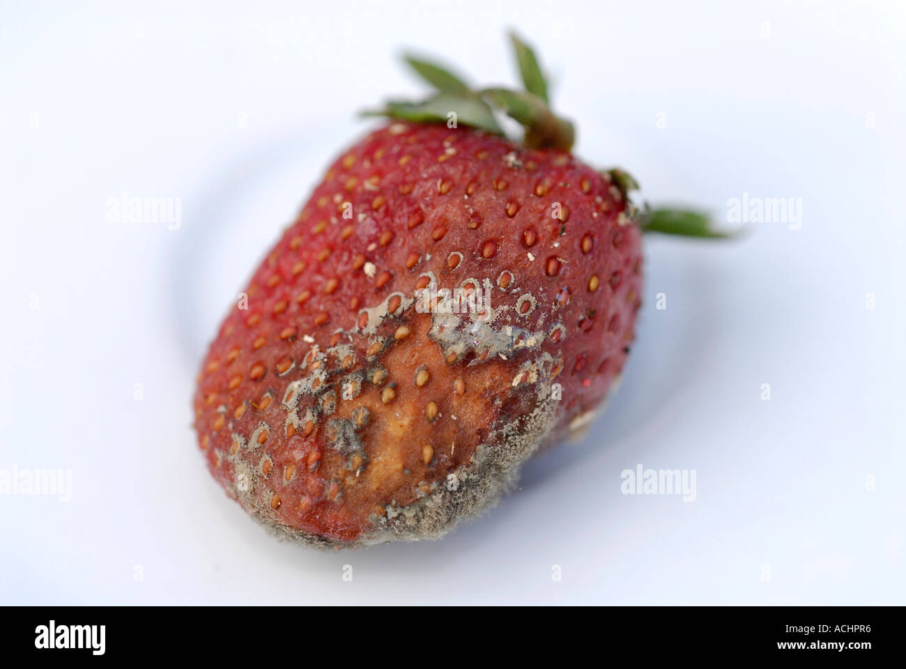 Mouldy strawberries hi-res stock photography and images - Alamy