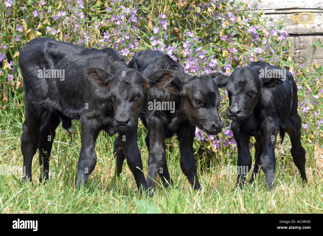 Rare triplet calves Stock Photo - Alamy