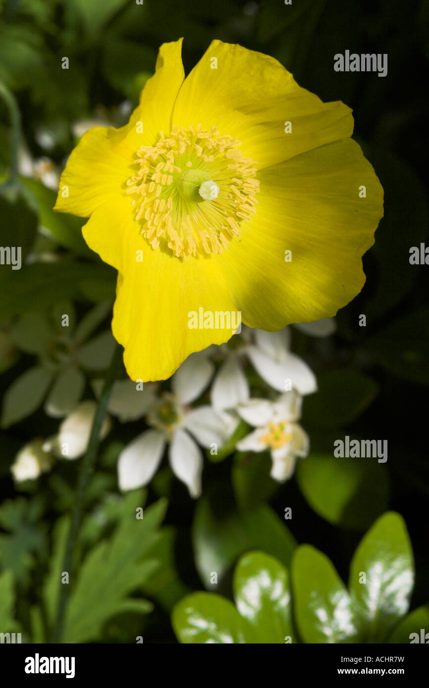 Meconopsis cambrica Welsh poppy Yellow flower Stock Photo - Alamy
