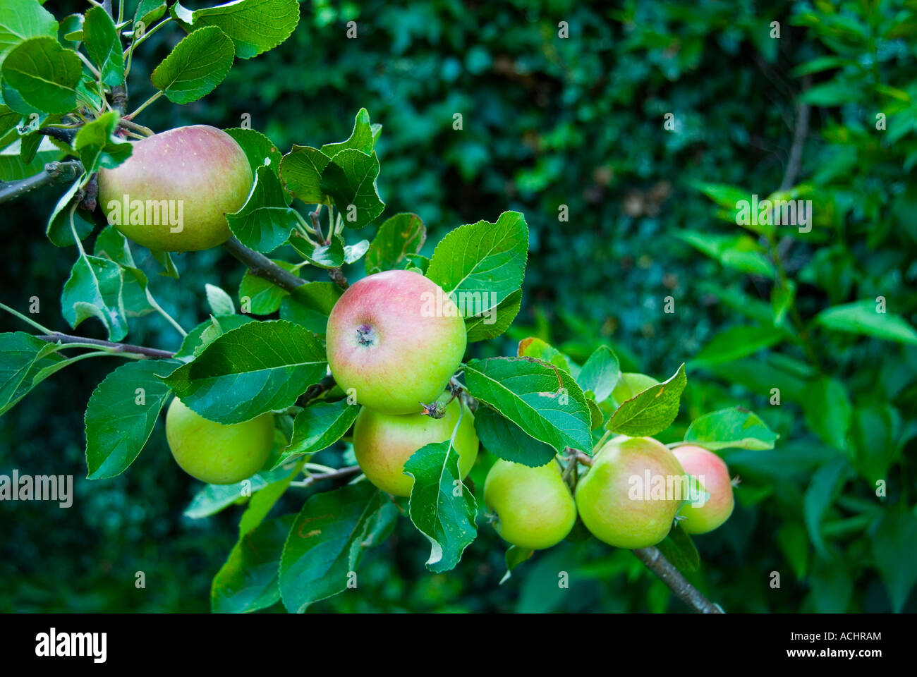 Apples Growing on a Tree Stock Photo - Alamy