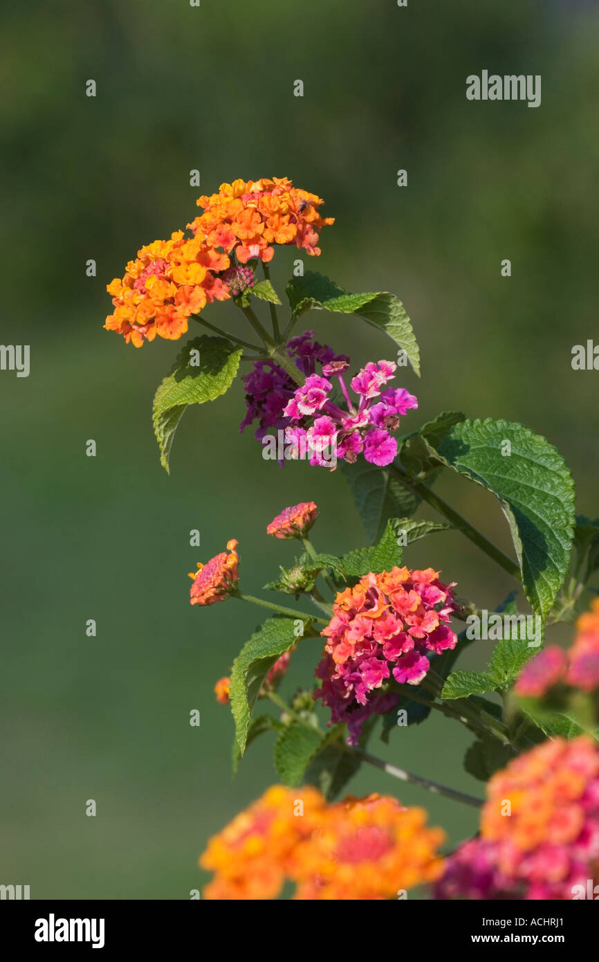 Tropical flower Lantana, Lantana camara Stock Photo - Alamy