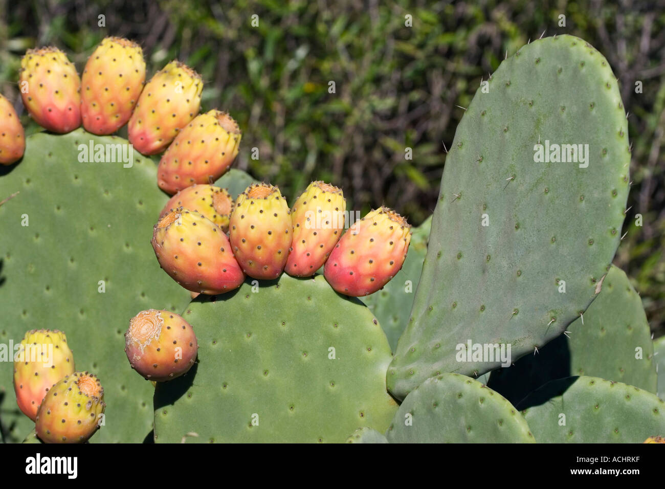 Opuntia with fruits, Opuntia ficus-indica, Sardinia Stock Photo - Alamy