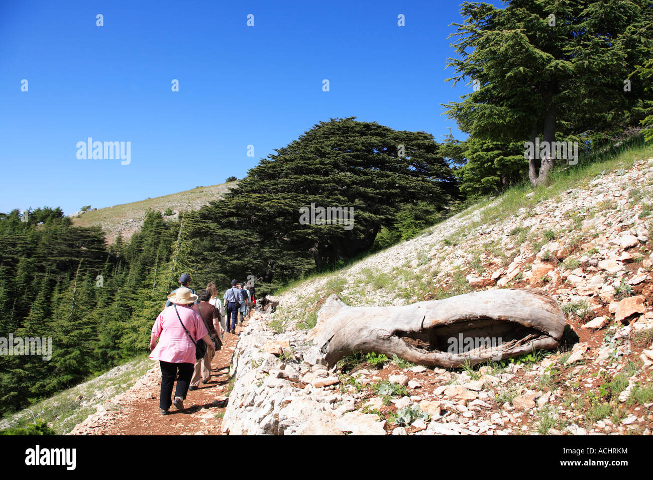 Tourists Hiking Al Chouf Cedar Reserve Lebanon Stock Photo - Alamy