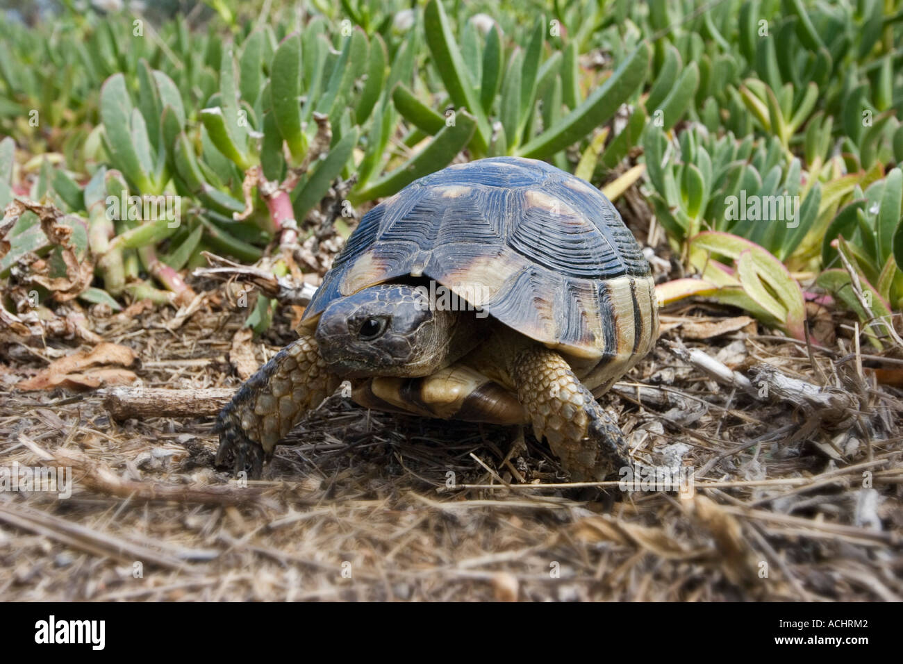 Spur-thighed mediterranean land tortoise, Sardinia Stock Photo - Alamy