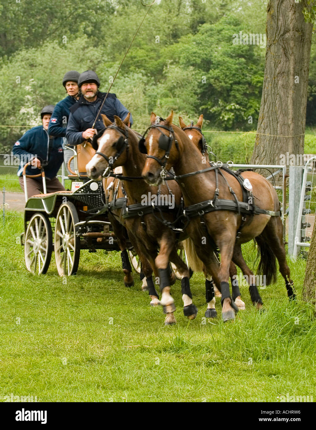 Two in Hand team at carriage driving competition Stock Photo - Alamy