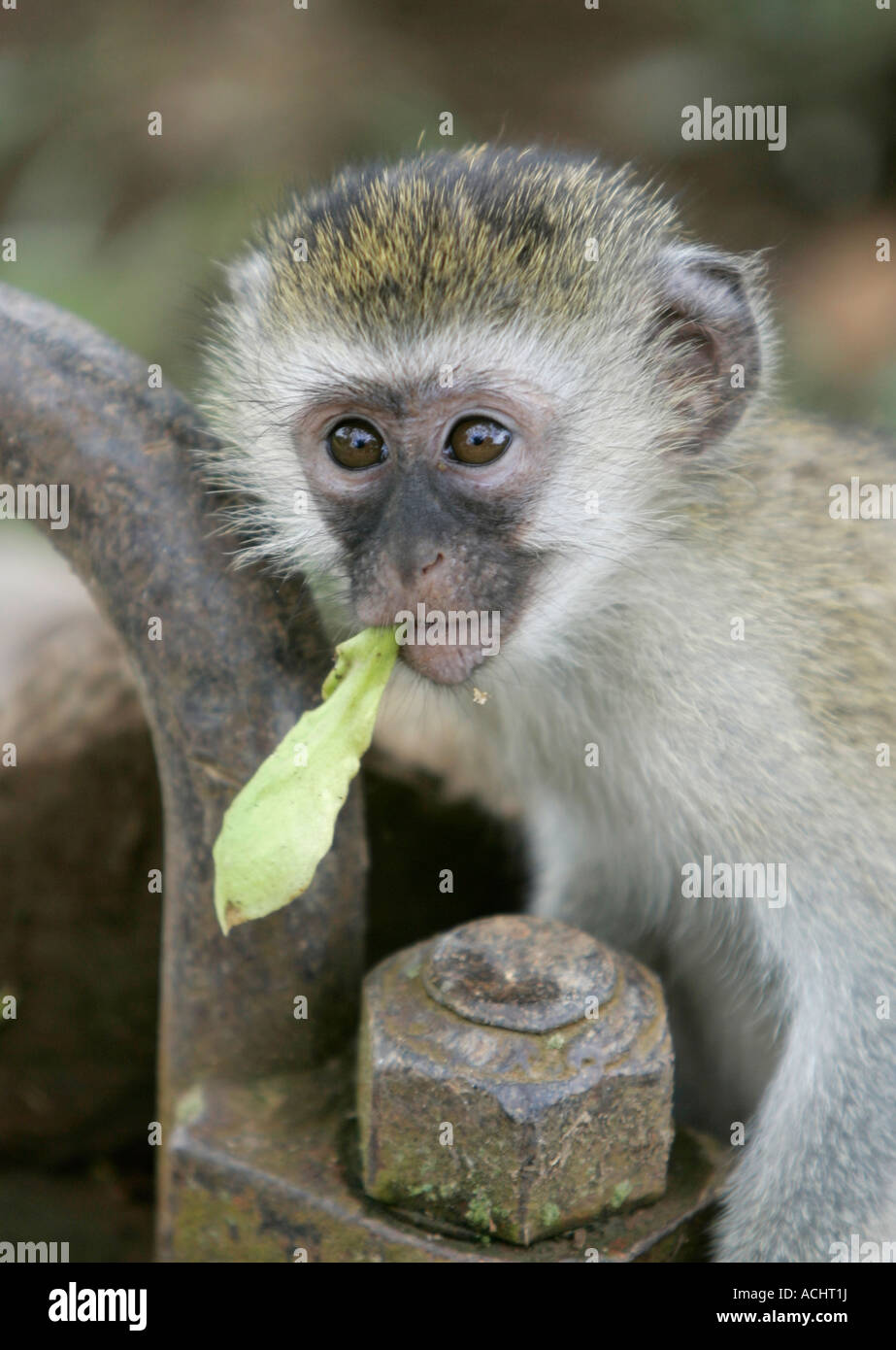 Monkey and nut Stock Photo - Alamy