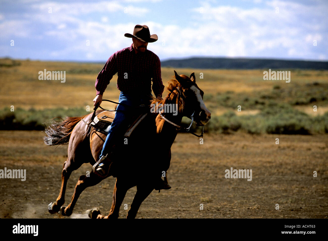 Cowboy riding horse on the dusty prairie of Billings Montana Stock ...