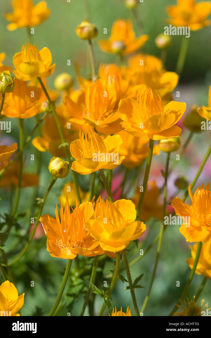 Trollius- orange globe flowers Stock Photo - Alamy