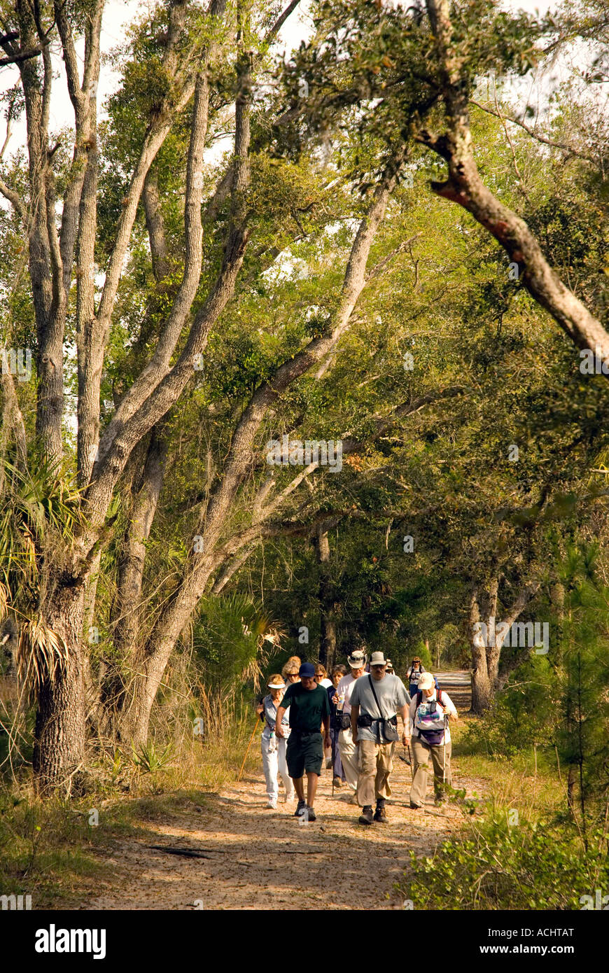 Florida Trail group of hikers walking through canopy of large old oak ...