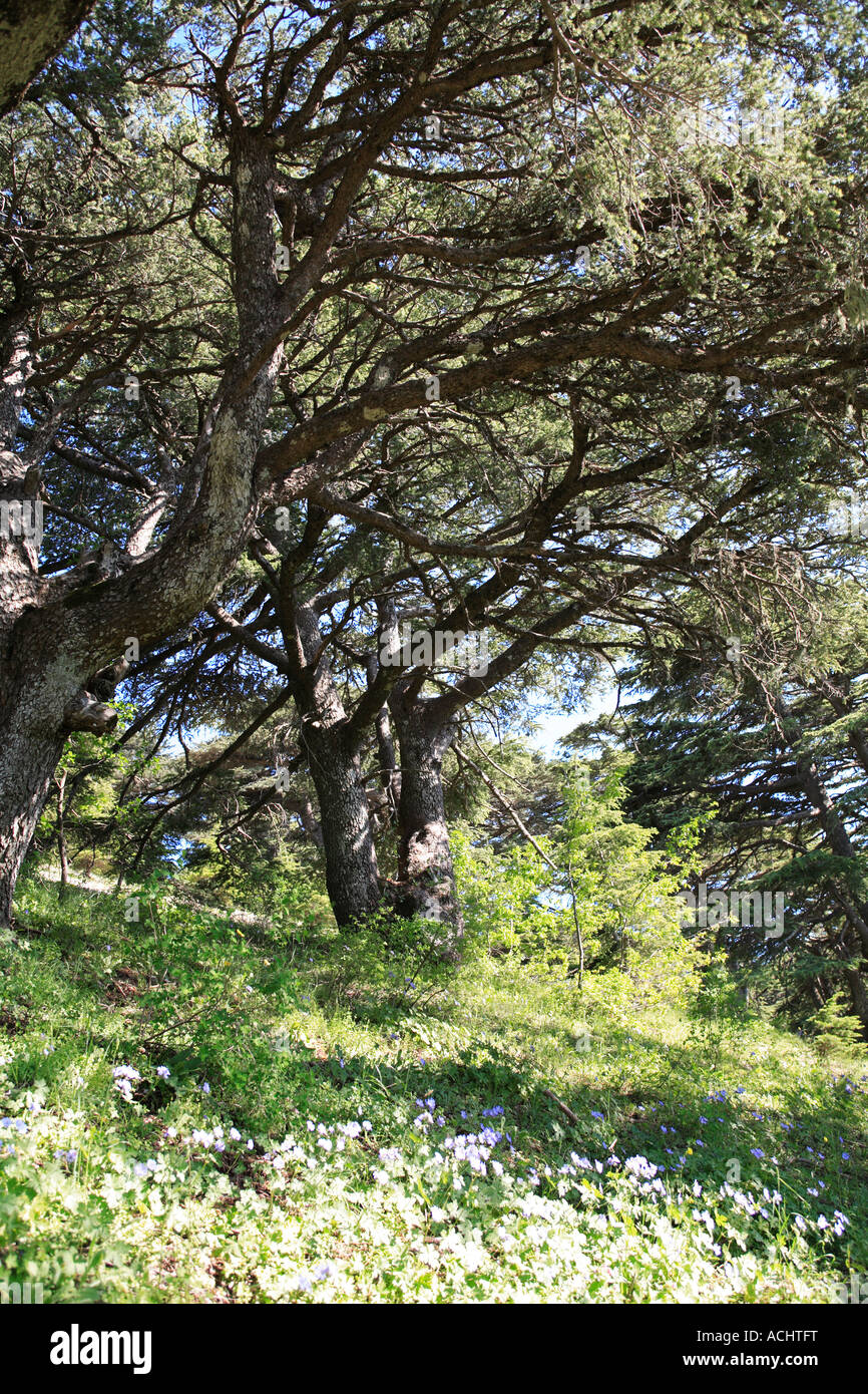 Al Chouf Cedar Tree Reserve Lebanon Stock Photo - Alamy