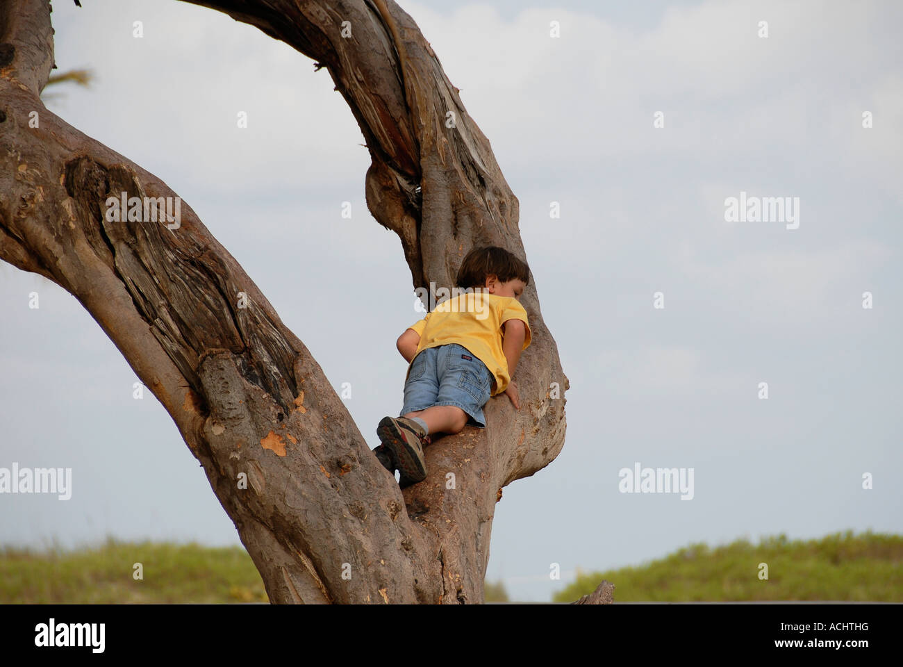 Boy resting in tree Stock Photo - Alamy