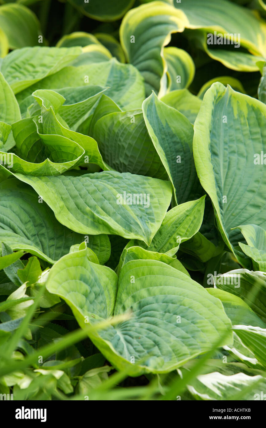 Hosta frances williams hi-res stock photography and images - Alamy