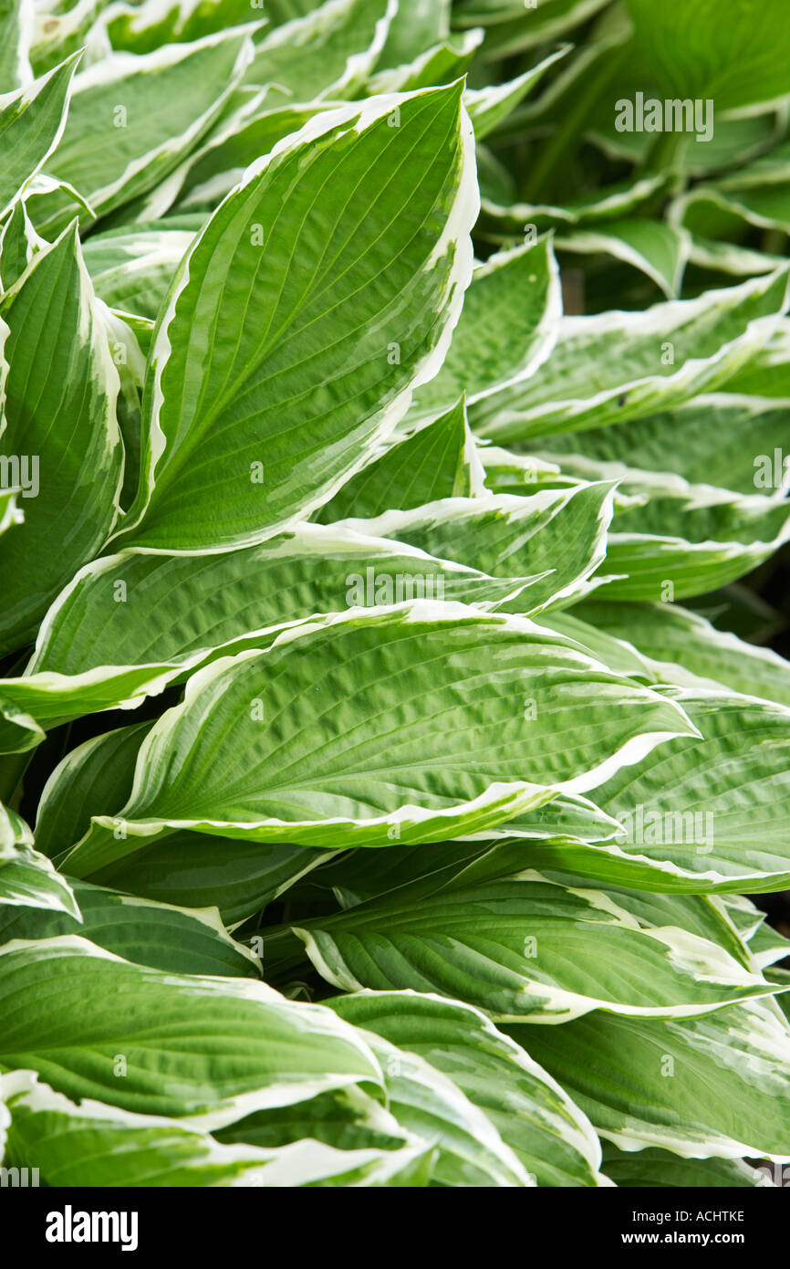 Hosta decorata hi-res stock photography and images - Alamy