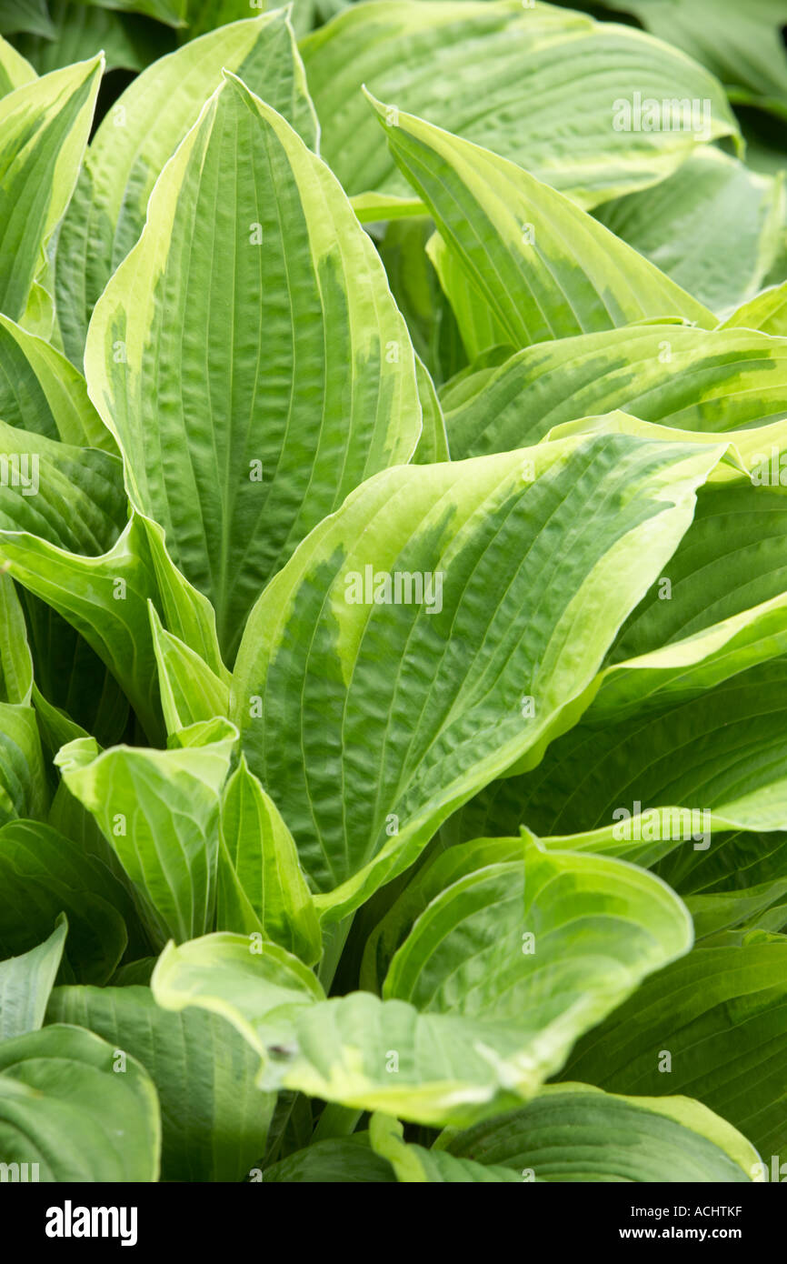 Hosta gold splash hi-res stock photography and images - Alamy