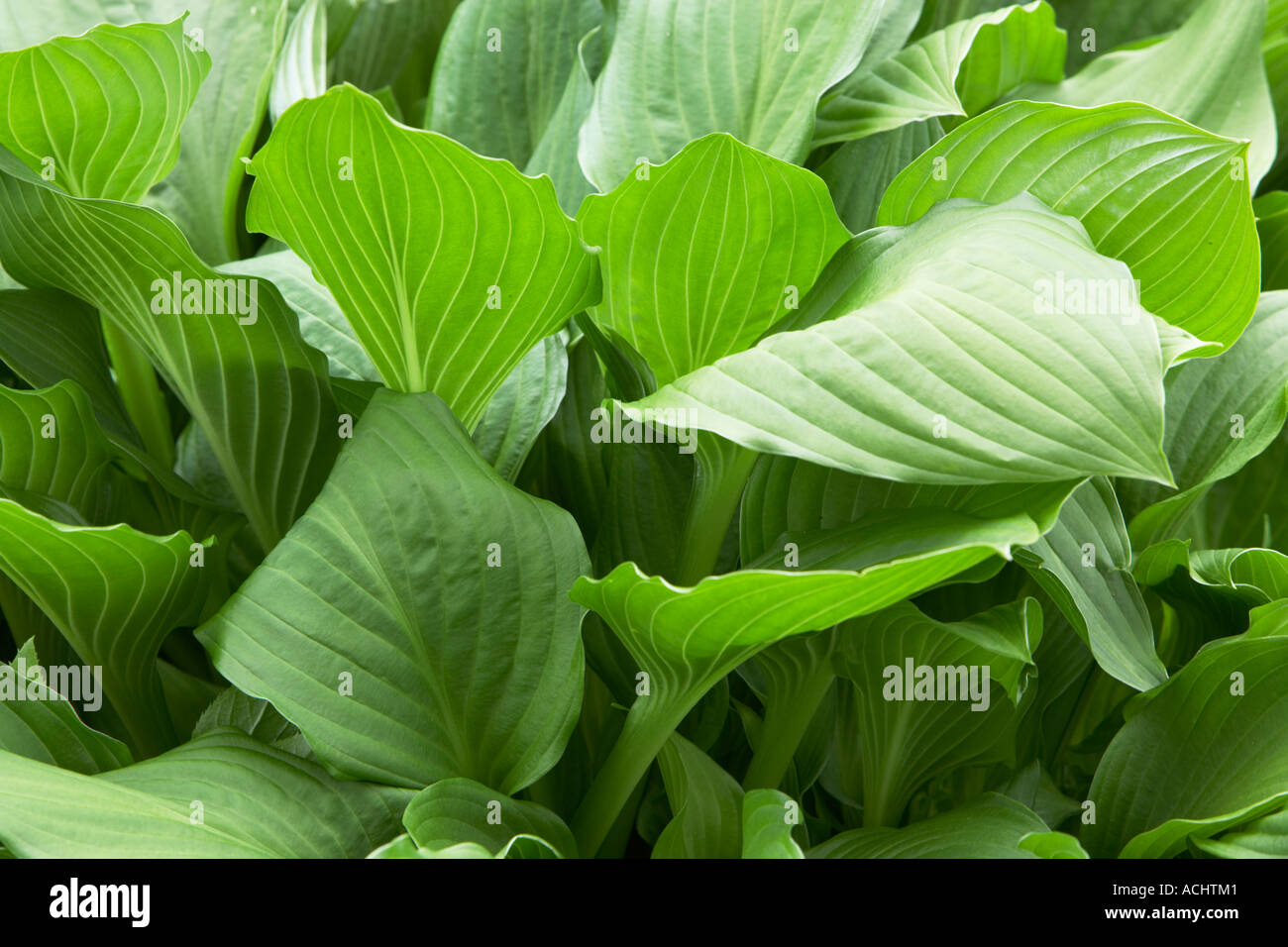 Hosta 'undulata' leaves hi-res stock photography and images - Alamy