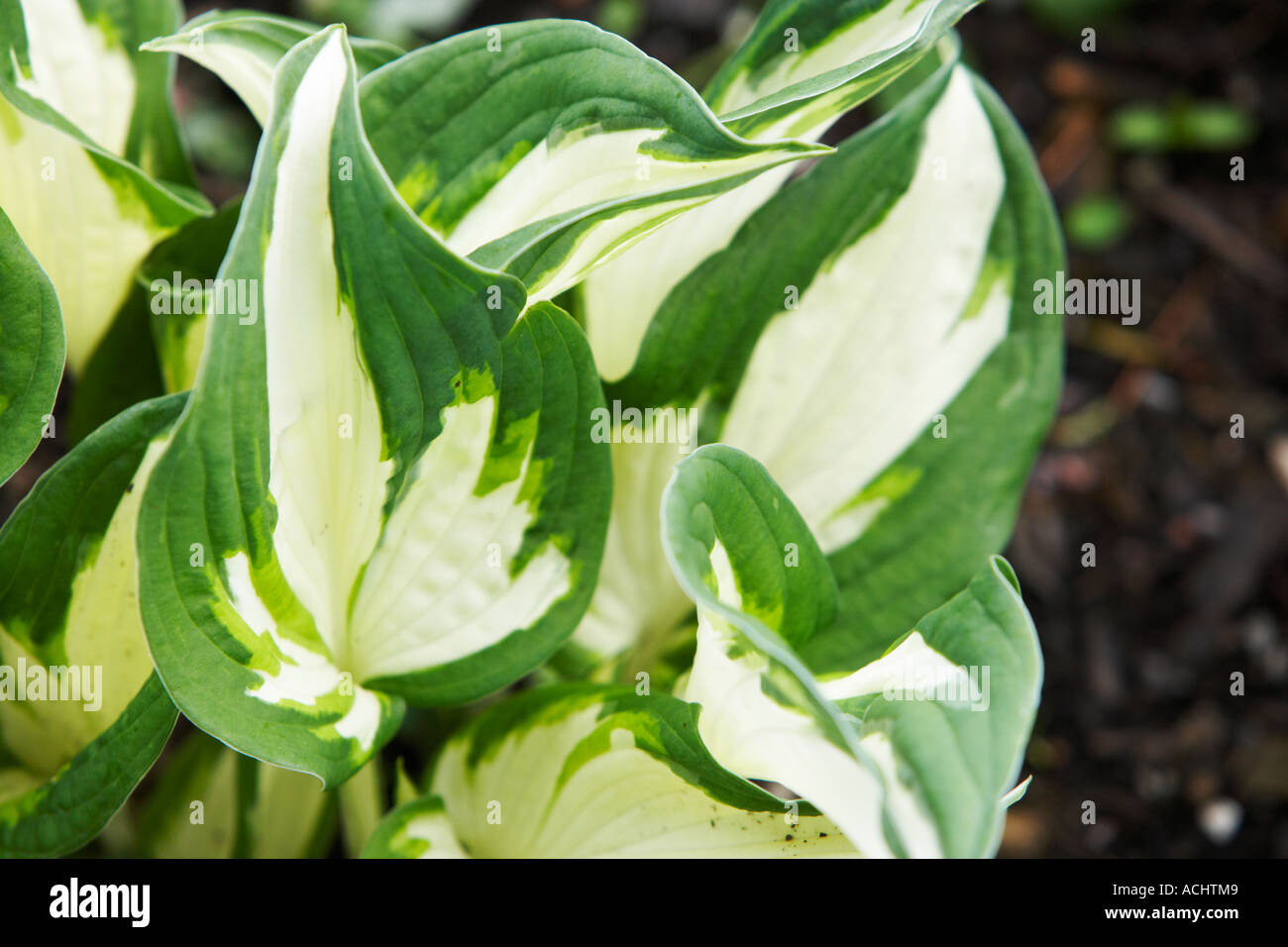 Holehird garden Hosta Fire and Ice Stock Photo - Alamy