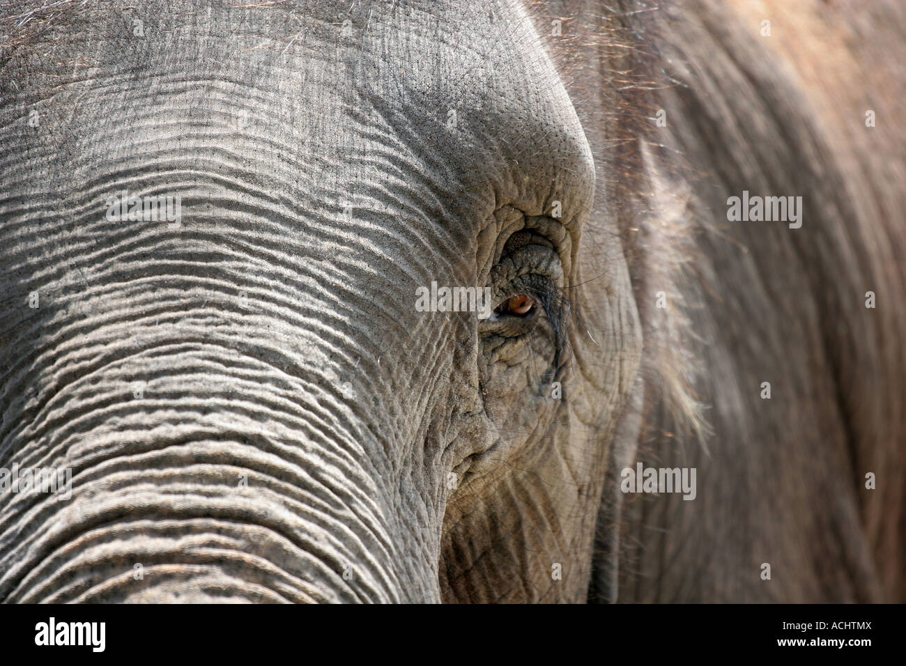 Closeup of Asian elephant eye Stock Photo - Alamy