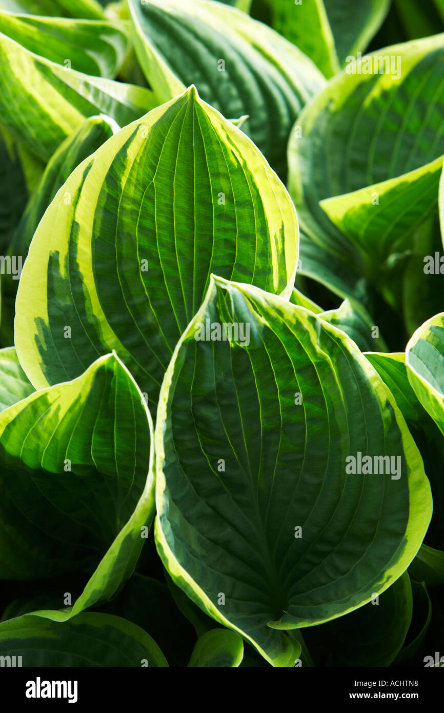 Holehird garden Hosta Fortunei Iona Stock Photo - Alamy