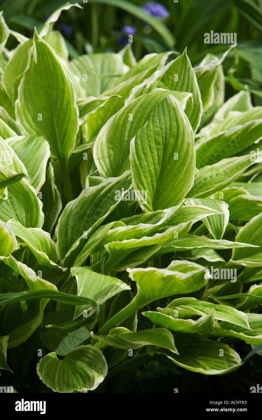 Crispula hi-res stock photography and images - Alamy