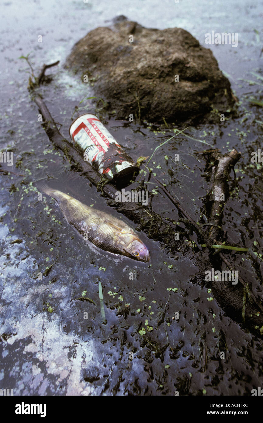 Water Pollution Dead Fish