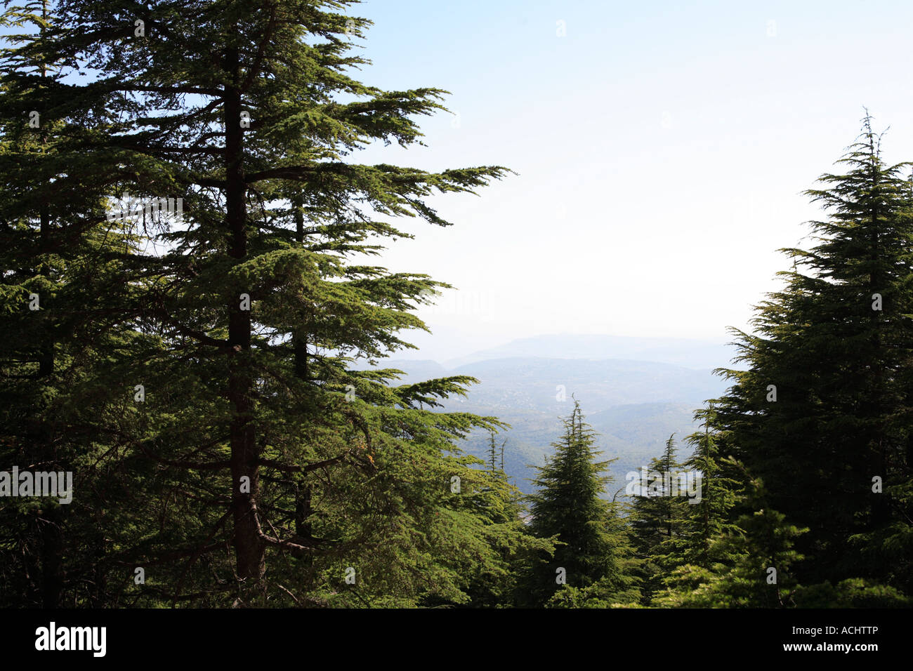 Al Chouf Cedar Tree Reserve Lebanon Stock Photo - Alamy