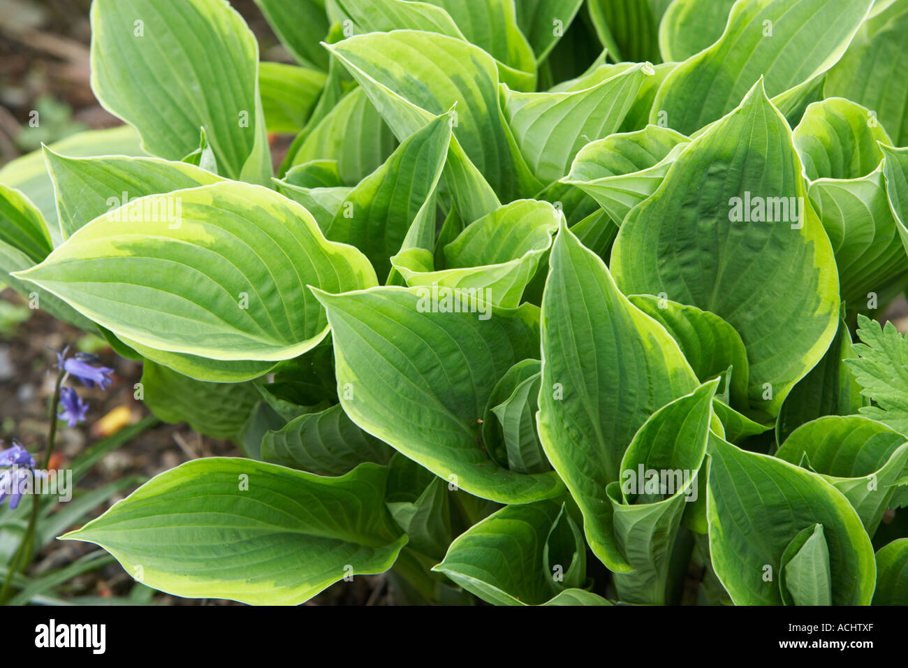 Hosta aurea hi-res stock photography and images - Alamy