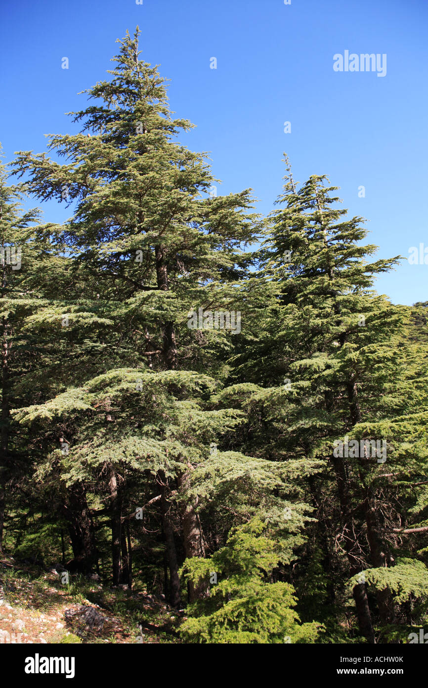 Al Chouf Cedar Tree Reserve Lebanon Stock Photo - Alamy