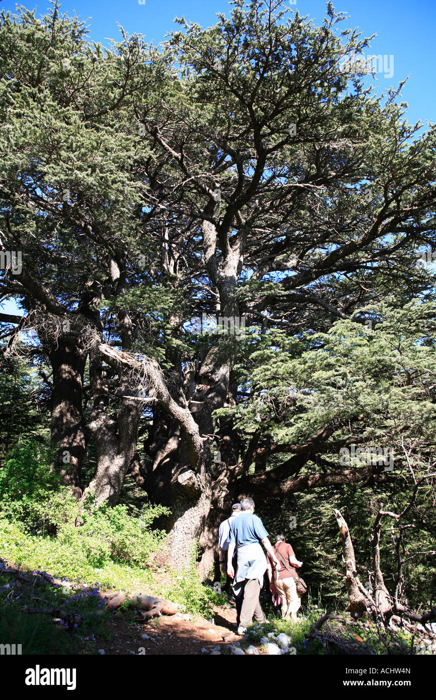 Tourists Hiking Al Chouf Cedar Tree Reserve Lebanon Stock Photo - Alamy