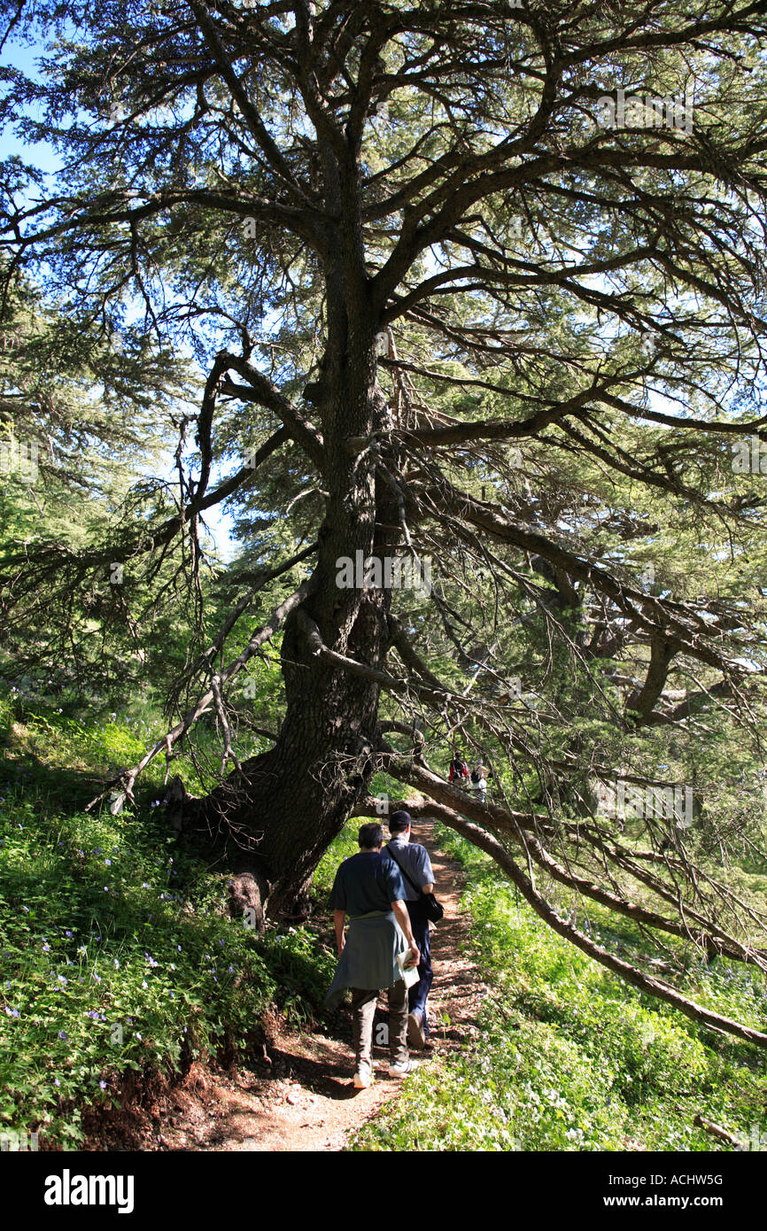 Tourists Hiking Al Chouf Cedar Tree Reserve Lebanon Stock Photo - Alamy