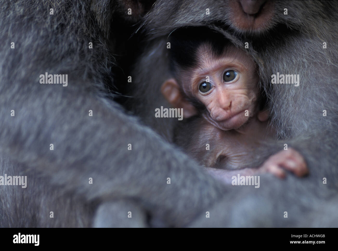 Indonesia Bali Ubud Baby Long tailed macaque Macaca fascicularis held ...