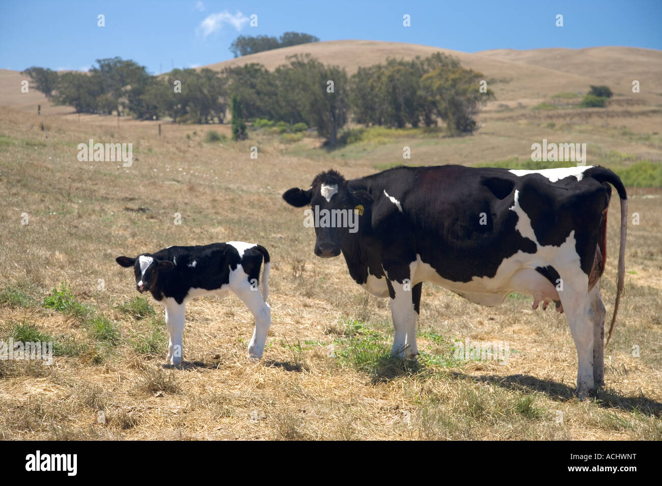 Offspring bos animal cow hi-res stock photography and images - Alamy