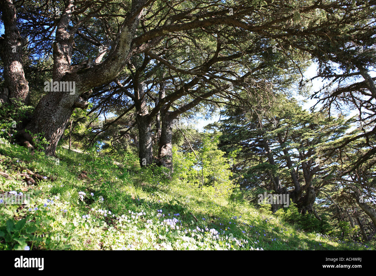Al Chouf Cedar Tree Reserve Lebanon Stock Photo - Alamy