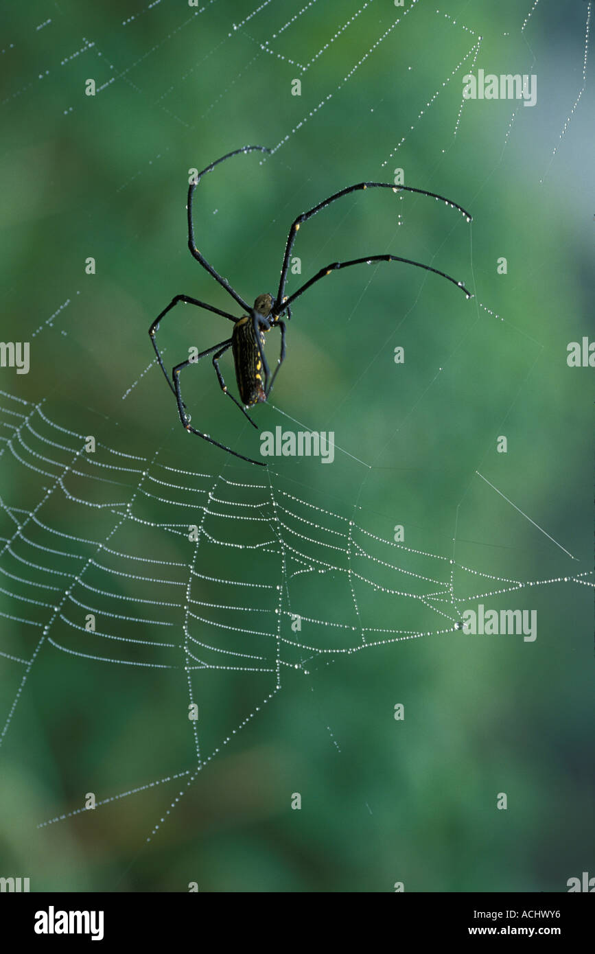 Nepal Royal Chitwan National Park Close up of spider in dew covered web ...