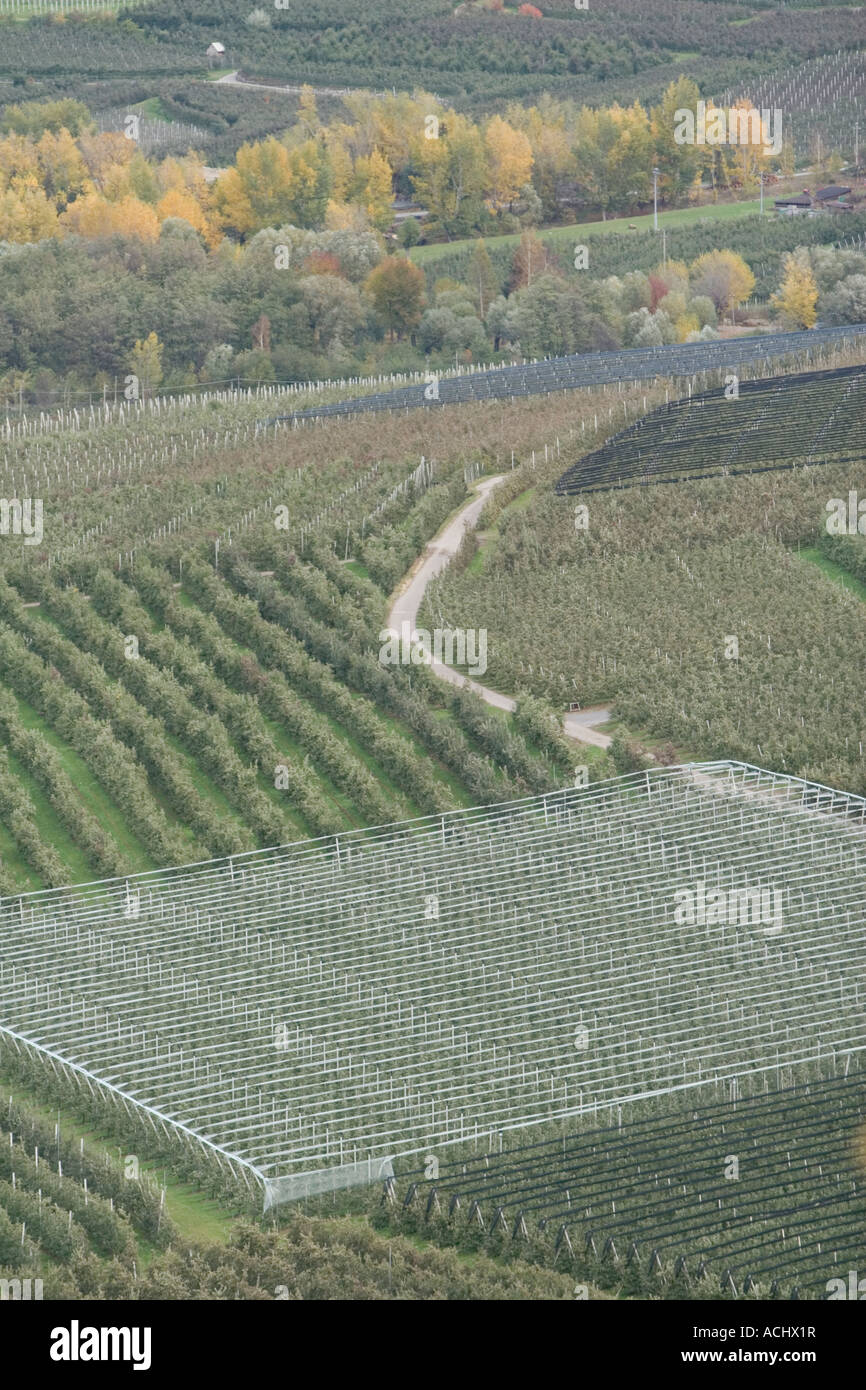 Apple tree agriculture, Val Venosta, Alto Adige, Italy Stock Photo - Alamy