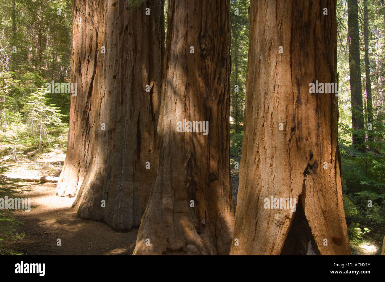 Grove of Giant Sequoias in Yosemite National Park, California, USA ...