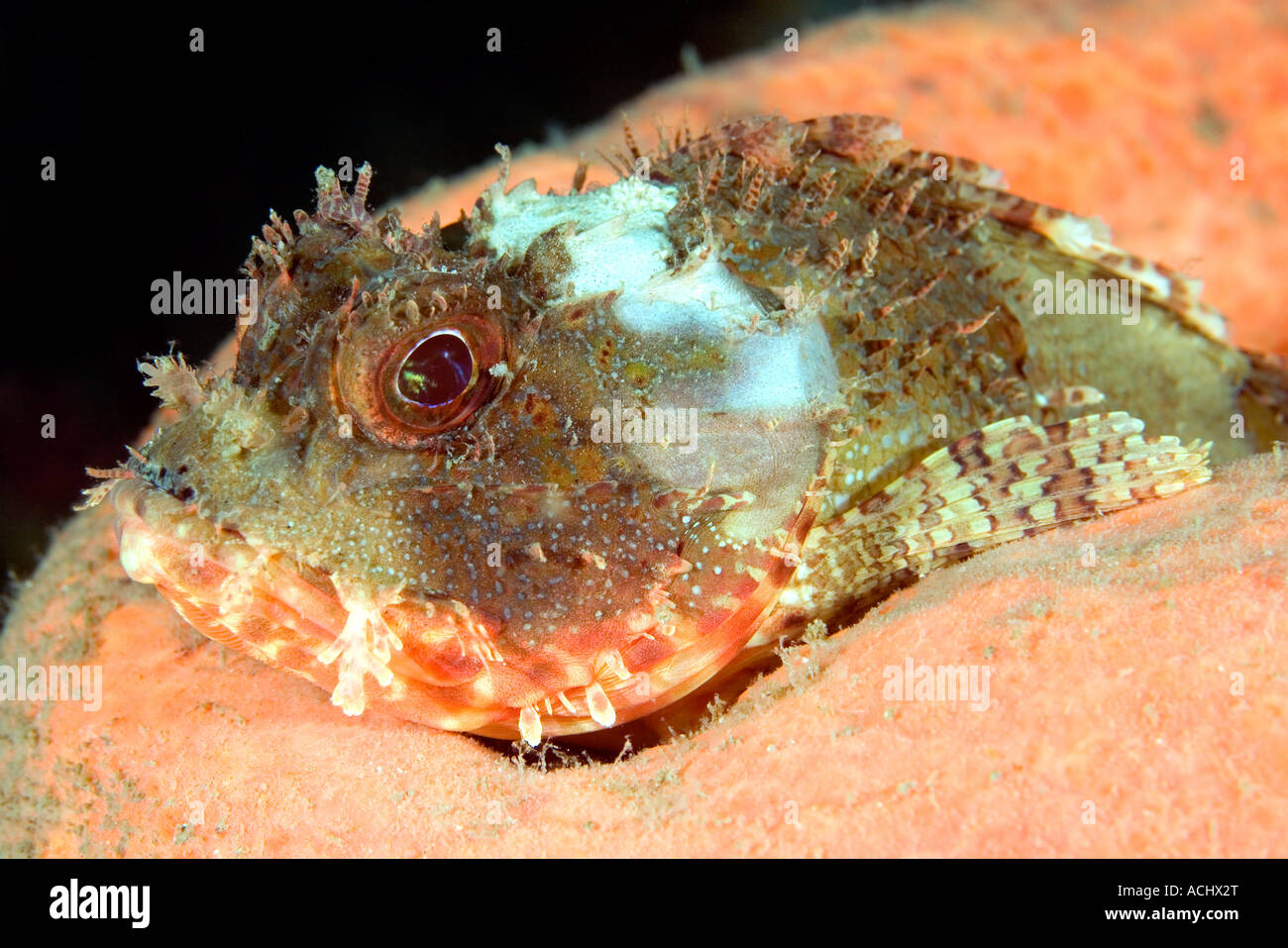 Red Rockcod or Scorpionfish, Scorpaena cardinalis, sitting in an orange ...