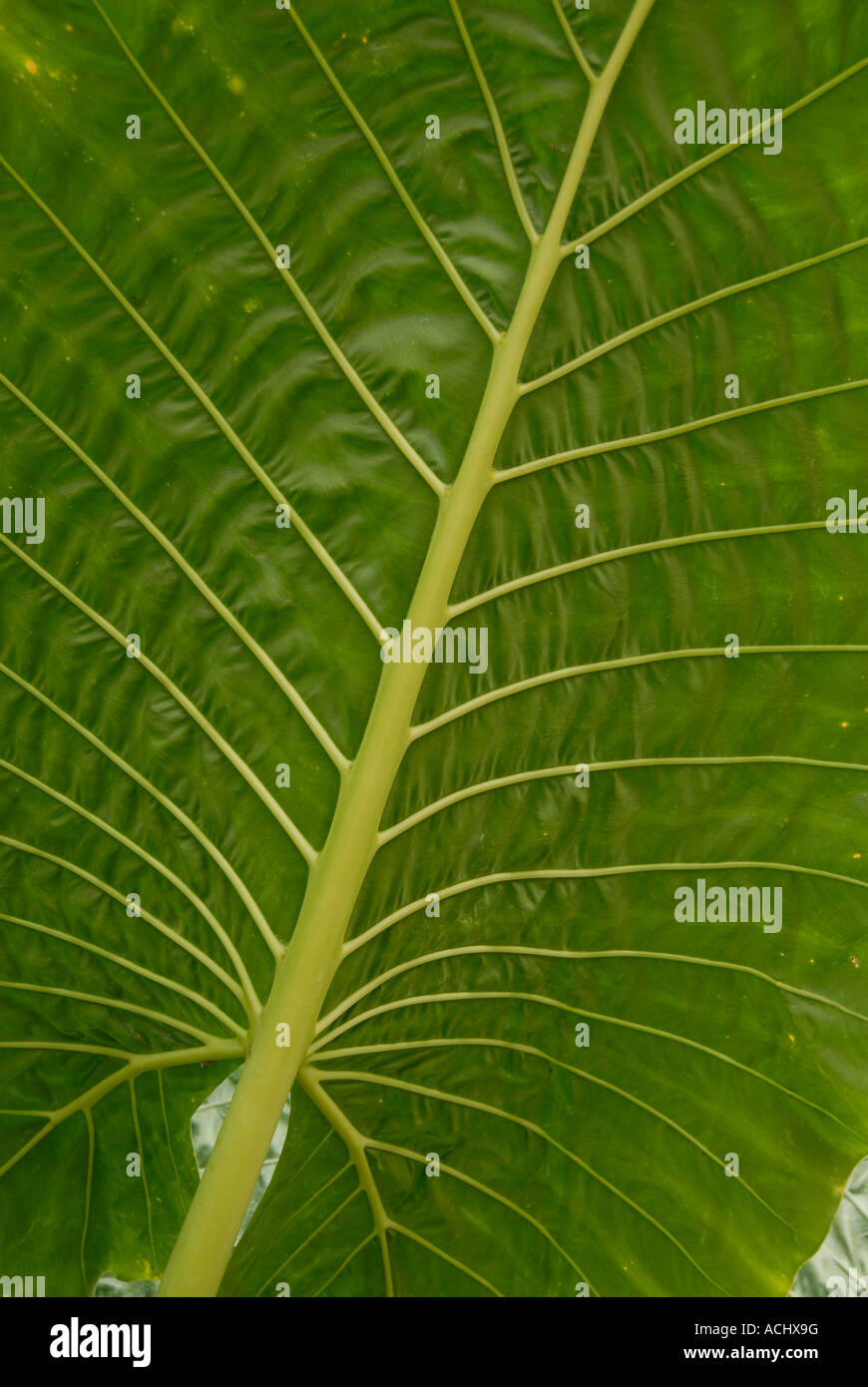 Large green leaf Stock Photo - Alamy