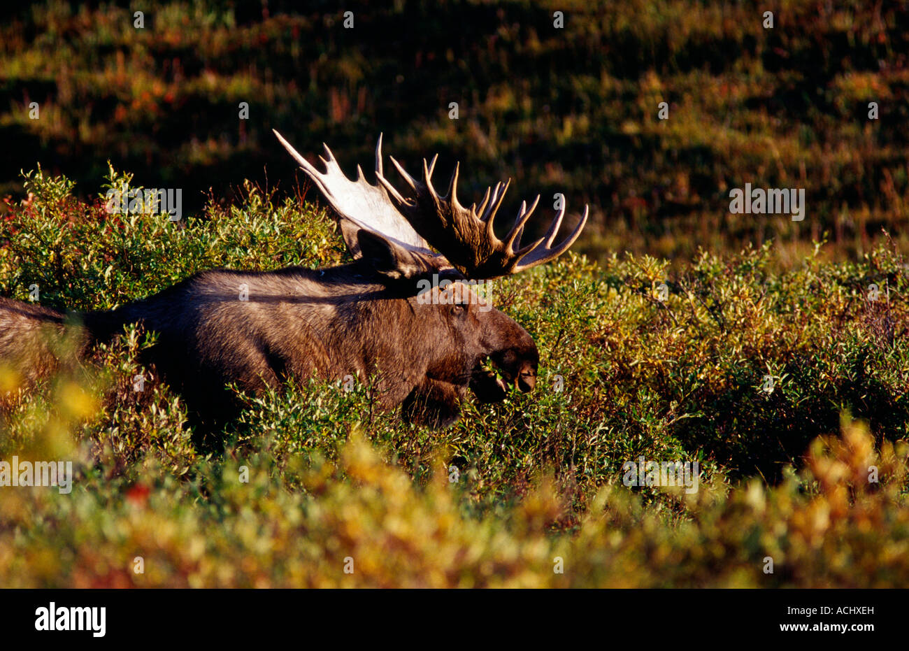 Big Moose bull browse in the bush Stock Photo - Alamy