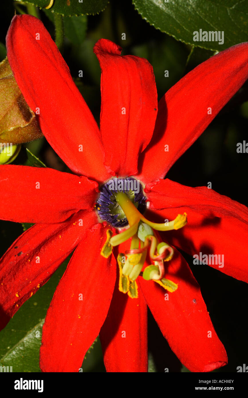 Flower of Curuba Amarga (Passiflora Tarminiana), Sachica, Boyacá ...