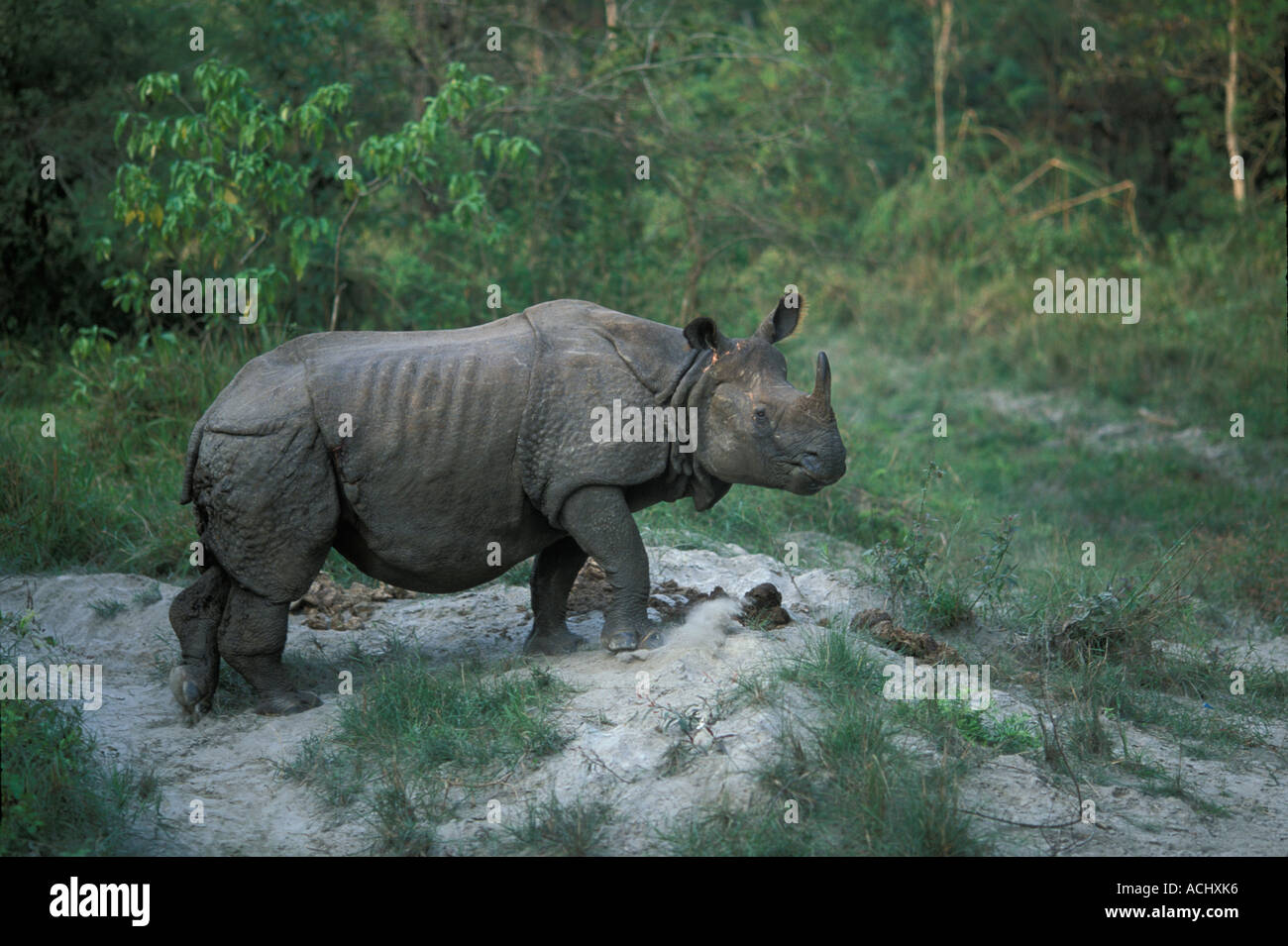 Nepal Royal Chitwan National Park Indian Rhinoceros Rhinoceros ...