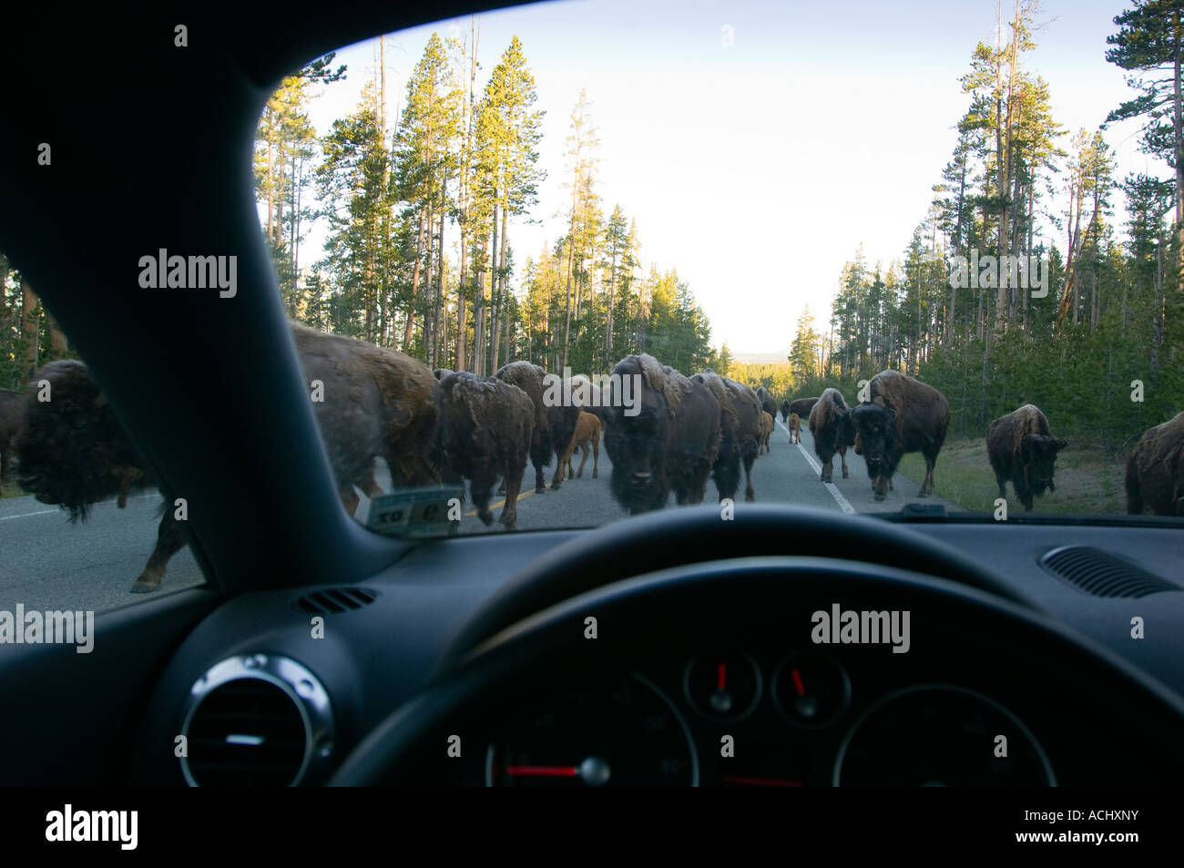 A herd of bison block the road at Yellowstone National Park Stock Photo ...
