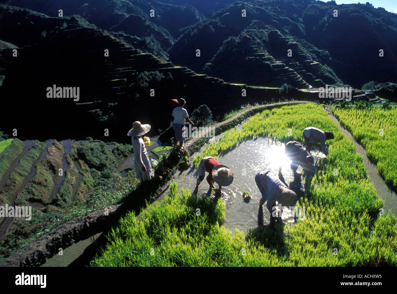 Philippines Rice terraces near Banaue on Luzon Island Stock Photo - Alamy