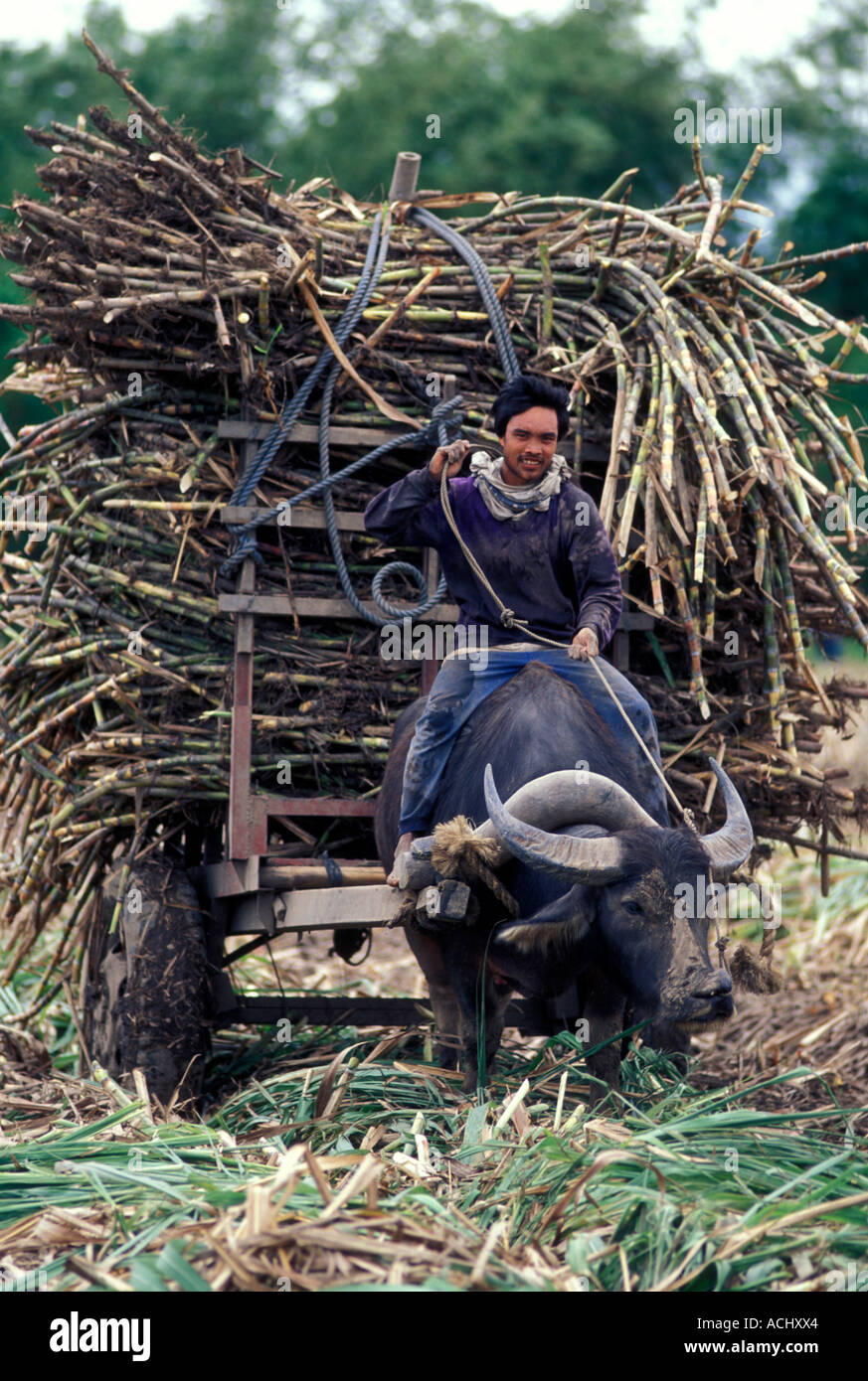 Man rides water buffalo while harvesting sugar cane on Negros Island ...